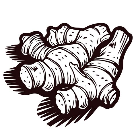 Black And White Of Ginger Root With Detailed Linework 61887237 Vector
