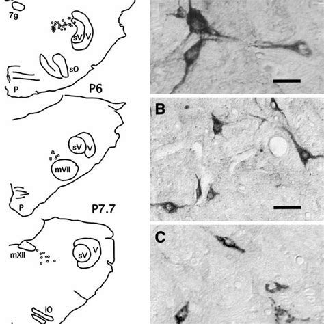 Distribution Of Ctb Fos Trigeminal Interneurons In The Parvocellular Download Scientific