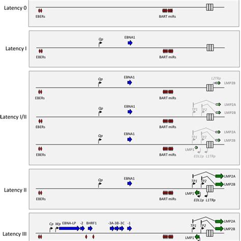 Diagrammatic Representation Of The Alternate Forms Of Ebv Latency Drawn