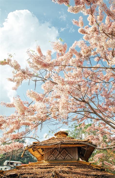 六龜超夢幻花海！打卡最美人間四月天 Traveler Luxe