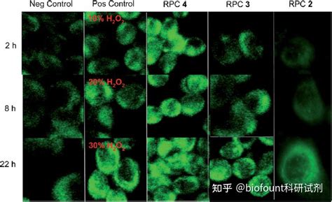 活性氧ros荧光探针 知乎