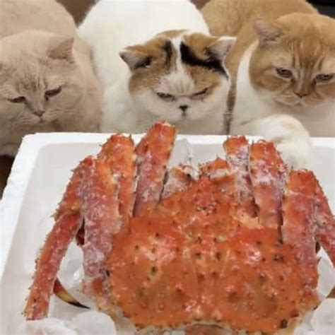 네이버 인플루언서