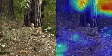 How To Explain Convnet Predictions Using Class Activation Maps Pinecone