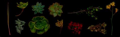 Unlocking Leghemoglobin Secrets