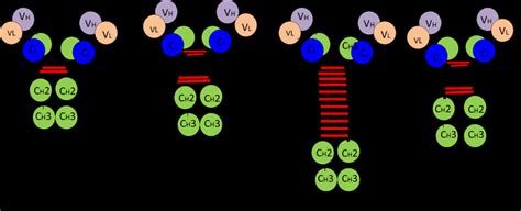 Subclasses Of Igg Antibody Source Author Download Scientific Diagram