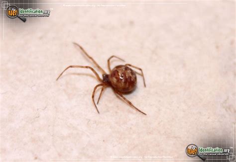 Cobweb Spider