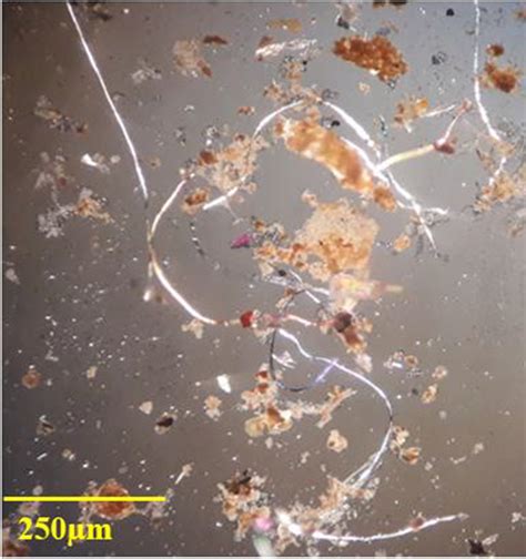 Mp Particles Found Using Plm In Wwtp Download Scientific Diagram