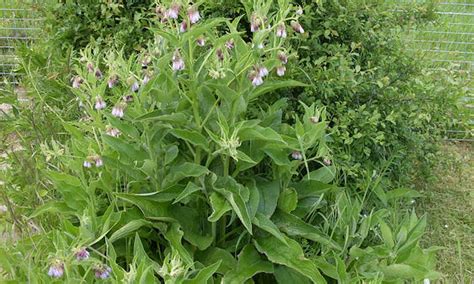 Where To Plant Comfrey