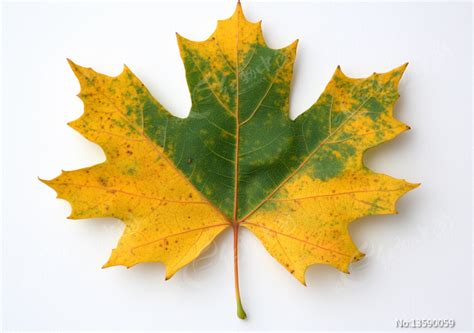 秋天的黄色枫叶ai图片下载红动中国