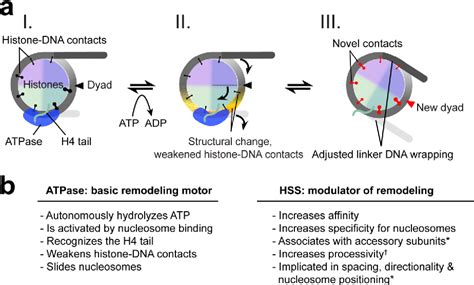 Figure 6 From Atp Dependent Nucleosome Sliding By Iswi Semantic Scholar
