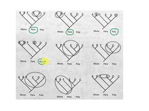 Solved For Each Phylogenetic Tree Below Please Indicate Whether The