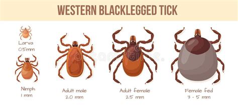 Ticks Stage Tick Mites Insect Bug Parasite Life Cycle Type View Fed Female Male Larva Nymph