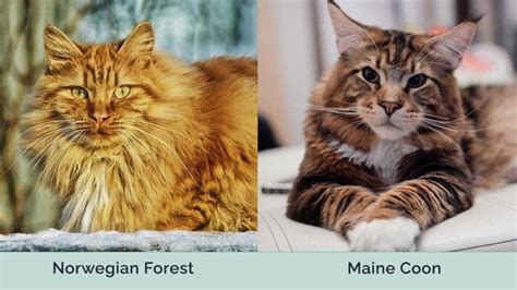 Norwegian Forest Cat Vs Maine Coon Key Differences With Pictures