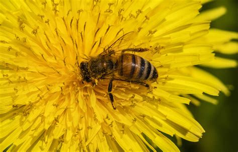 꿀벌 100억마리 실종…제주도 1 8배 크기 꽃밭 필요해