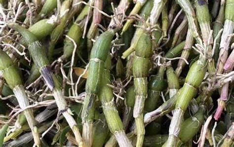 霍山石斛价格多少钱一斤 蜜源植物 酷蜜蜂