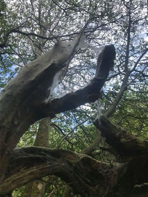 Bizarre Video Shows Huge Poisonous Caterpillar Infestation Cover Entire Tree In Silky Web On