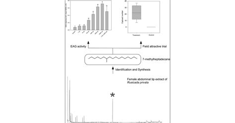 Identification And Field Bioassay Of Rusicada Privata Lepidoptera