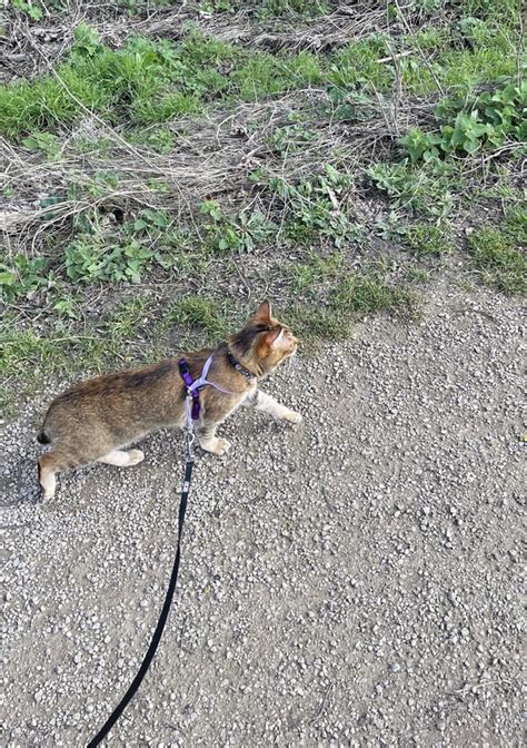 Pretty Much The Only Proof Shes A Torbie R Torbie