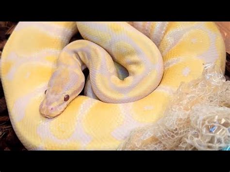 Affordable Recessive Ball Python Mutations To Start A Breeding Project