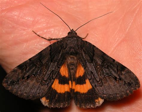 Sweetfern Underwing Catocala Antinympha Bugguidenet