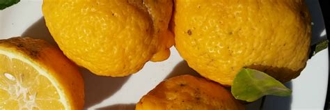 Cape Rough Skinned Lemon Arca Del Gusto Slow Food Foundation