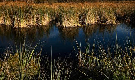 Researchers Issue Urgent Warning After Nightmare Creatures Breed To