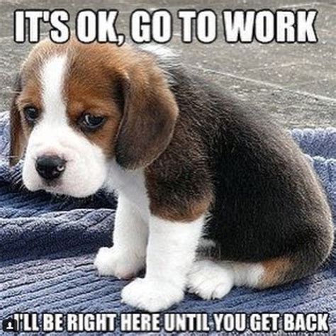 30 Best Beagle Memes For Dog Lovers