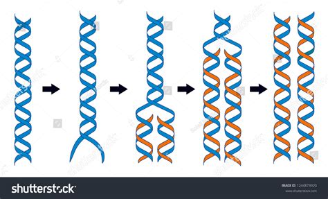 Replication Dna Images Stock Photos Vectors Shutterstock