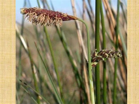 Класс Однодольные - online presentation