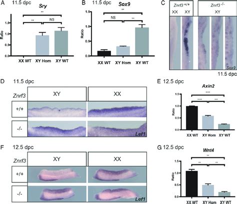 Ectopic Activation Of Canonical Wnt Signaling And Disruption To Sox9