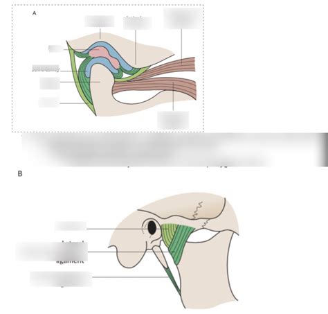 Diagram Of Tmj Quizlet