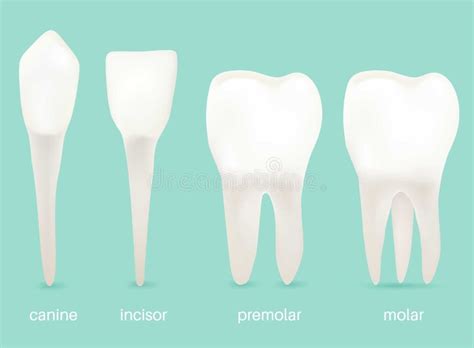 4 Tipos De Dientes En Su Boca Ilustración del Vector Ilustración de