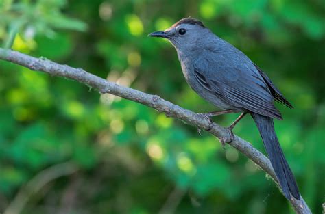 Gray Catbird