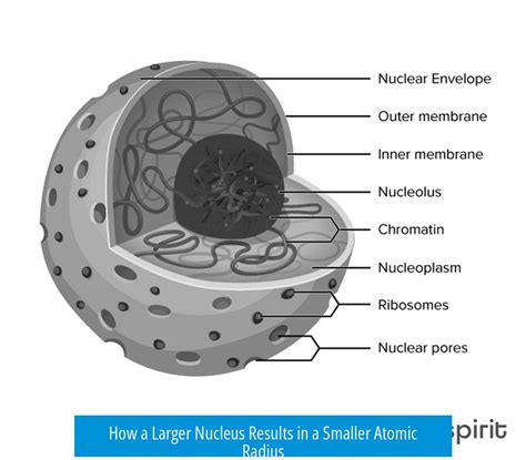 How A Larger Nucleus Results In A Smaller Atomic Radius Chemcafe