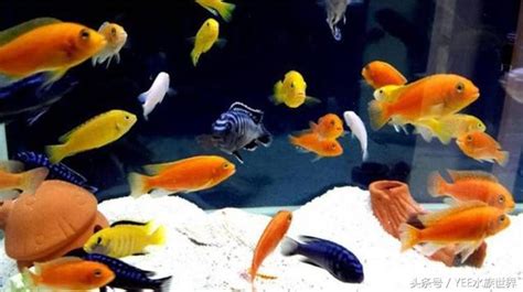 為新手推薦高顏值耐養魚種——非洲王子 每日頭條
