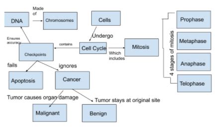 Cell Cycle Concept Map Template EdrawMind