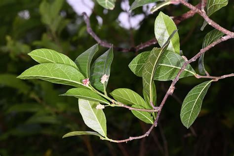 桑科 盤龍木屬 盤龍木 葉雄花04 台北劍南路 Malaisia scandens 翁明毅 Flickr
