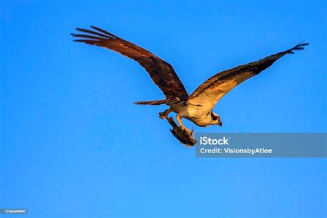 그의 발톱에 물고기 저녁 식사와 맑고 푸른 하늘 아래 전체 비행 Osprey 0명에 대한 스톡 사진 및 기타 이미지 0명