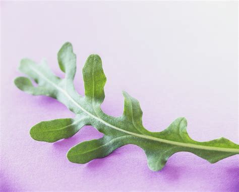 A Rocket Leaf License Images 258414 Stockfood