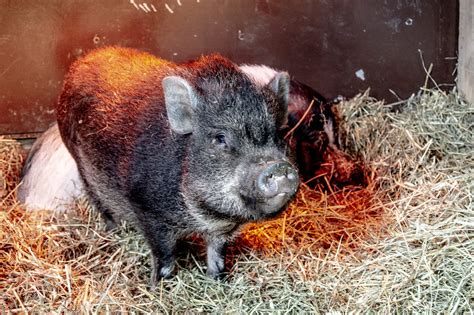 Pot Belly Pigs