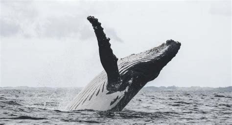 프로그래머스 신규 아이디 추천java 프로그래머스 신규 아이디 추천java