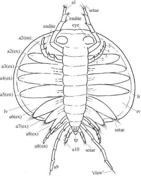 Arthropod Diagram