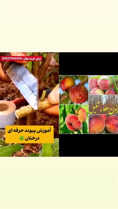 ‎آرام نهال ‎ ‎فروش انواع نهال گردو در مجموعه نهالستان آرام نهال حمید جعفری 🌿☘🍇 09125354177