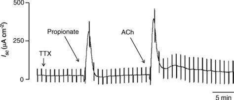 A Typical Trace Of Short Circuit Current I Sc Measurement In The Download Scientific Diagram