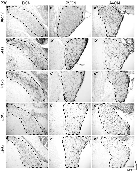 Spatiotemporal Expression Of Atoh7 Hes1 Pax6 Ebf3 And Eya2 In The