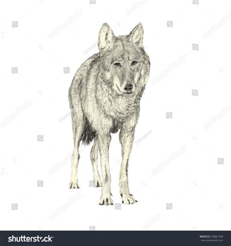 Realistic Pencil Drawing Gray Wolf Canis Stock Illustration 278061548