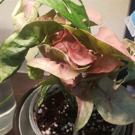 Cherry Sparkler Fountain Grass Plug Starter Plant Etsy