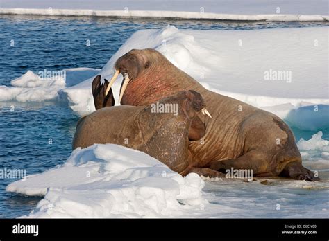 Walrus Odobenus Rosmarus Male And Female Lying Together On Ice In