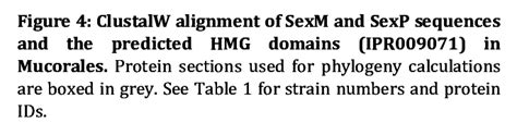 Clustalw Alignment Of Sexm And Sexp Sequences And The Predicted Hmg Download Scientific Diagram