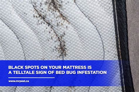 How Bed Bugs Survive And Thrive In The Winter Mr Pest Control